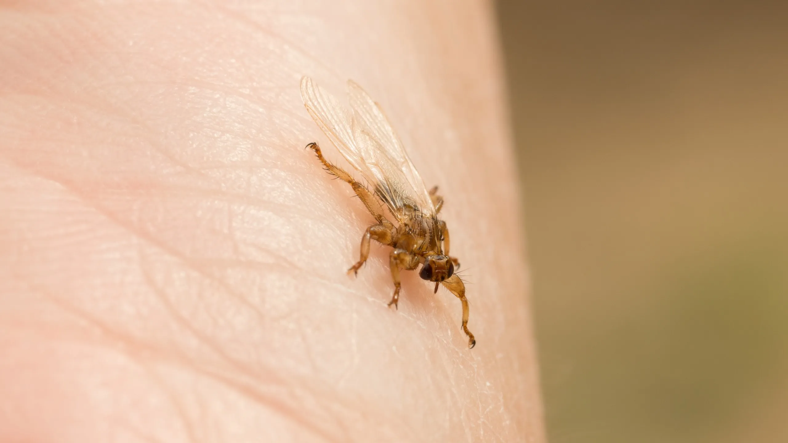 Die „fliegende Zecke“: Wie gefährlich ist die Hirschlausfliege? / GIS ...