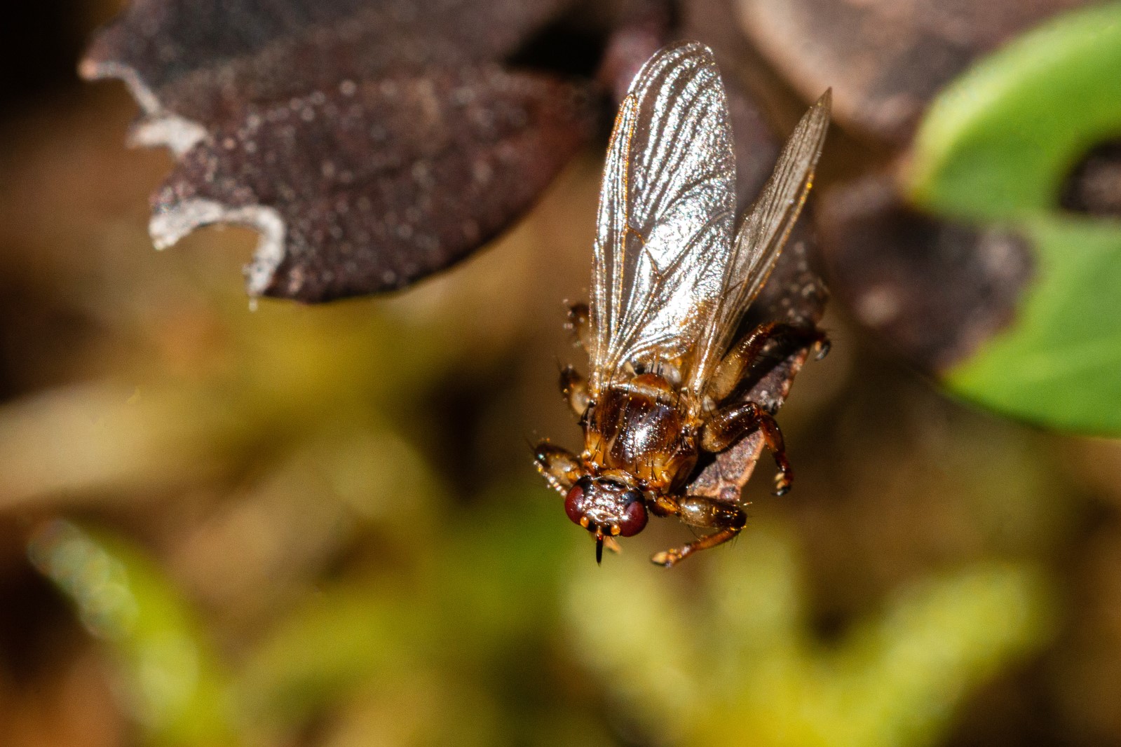Die Hirschlausfliege: Die Verbreitung der “fliegende Zecke” in ...